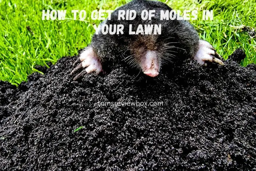 How to Get Rid of Moles in Your Lawn (and Prevent Them from Coming Back ...